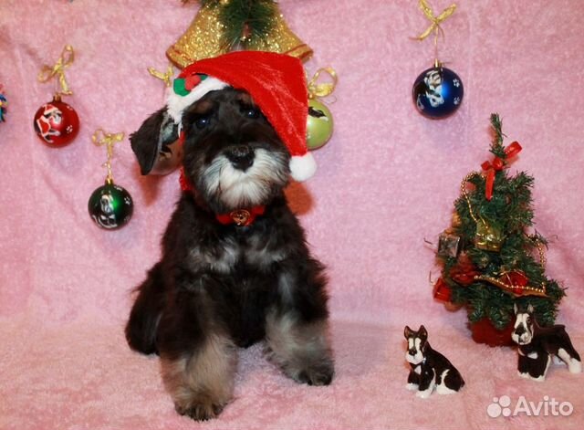 Цвергшнауцер щенок, сука 5 м. Питомник РКФ Алгрис