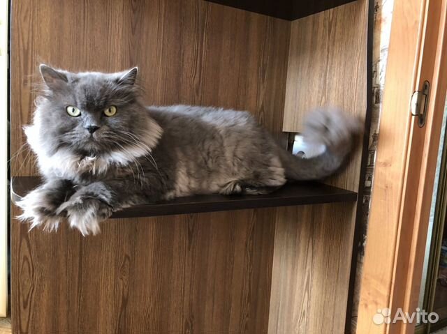 Кот шотландец прямоухий