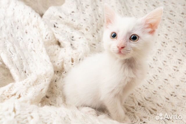 Три белоснежных котенка ищут Новый дом