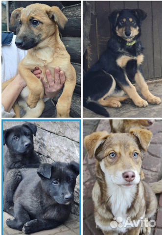 Щенки 4 месяцев ищут дом