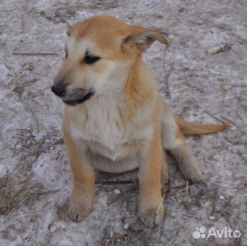 Щенок для охраны рыжик 3 месяца девочка
