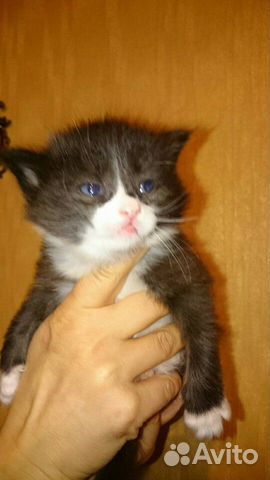 Отдадим котят в добрые руки