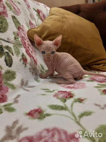 Продаются котята конадского сфинкса