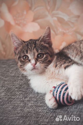 Котёнок Степашка в дар