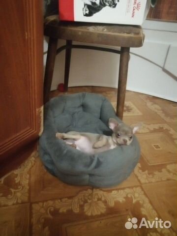 Игривая минюшка на подушку