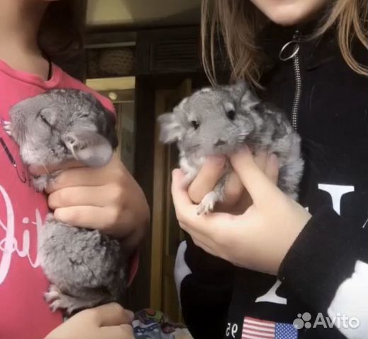 2 шиншиллы девочки близнецы