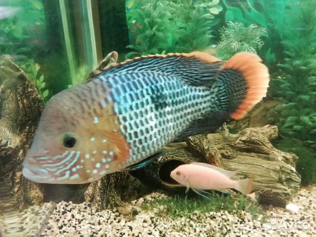 Бирюзовая акара. Сасный Самец