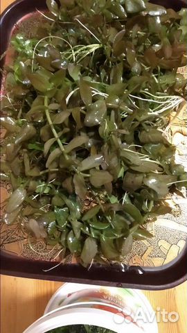 Прополка аквариумных растений