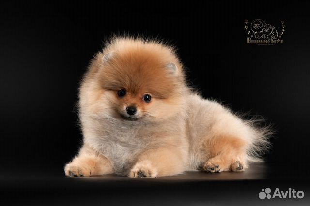 Померашечка-мини