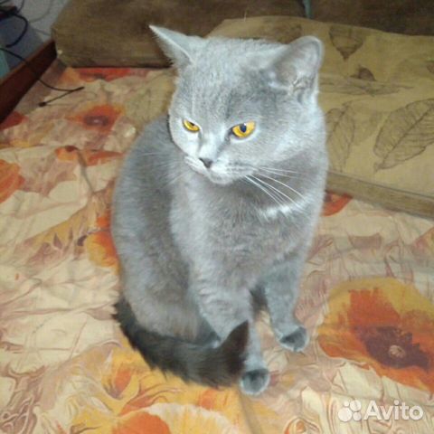 Британский кот кастрированный