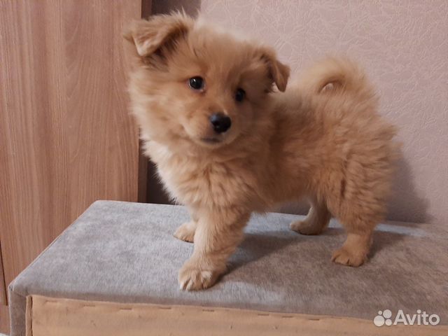 Продам щенка