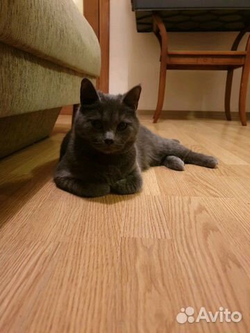 Молодая кошка Бонита ищет дом (метиска британской)