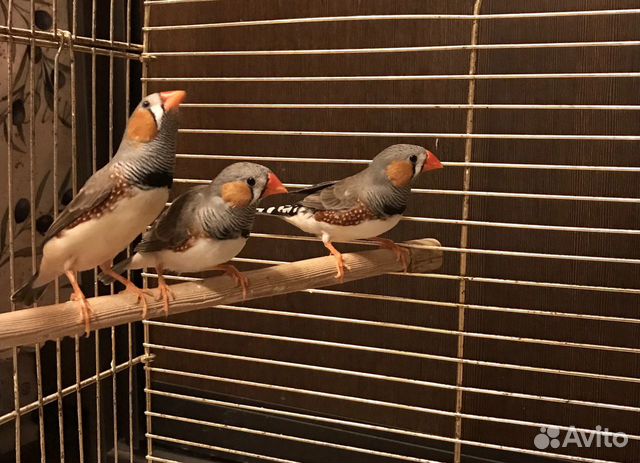 Зебровые амадины