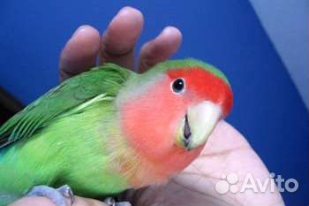 Неразлучнии попугайчики