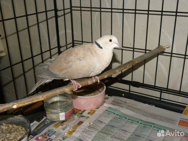 Смеющиеся горлицы