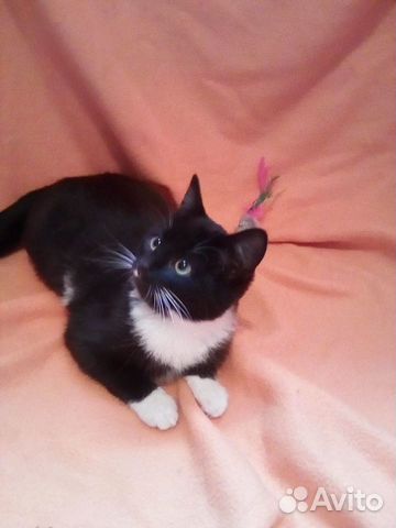 Аришка,4 мес, в дар