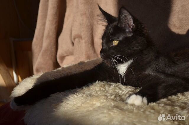 Клубный котенок мэйн-кун