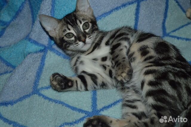 Угольная девочка в разведение