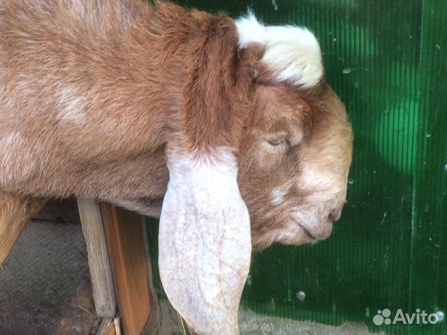 Нубийский козел покрытие, обезроживание козлят