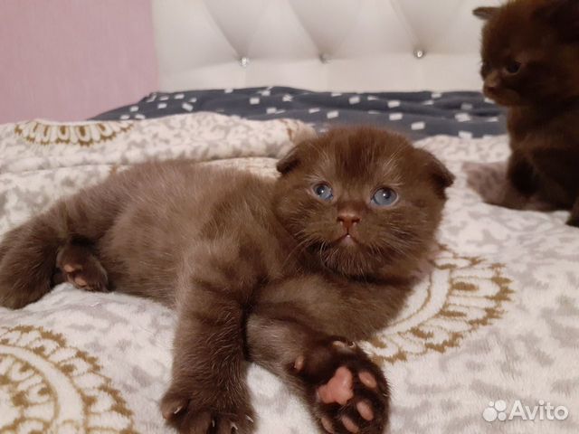 Шотландские вислоухие котята