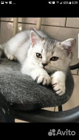 Драгоценные шотландские котята