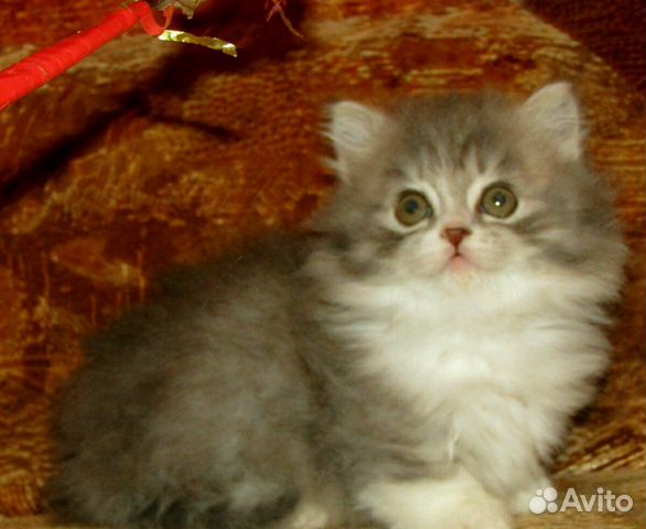 Манчкин супер короткие лапки