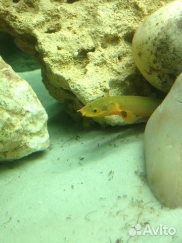 Аквариумные рыбы рыба змея каламоихт калабарский