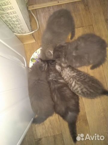 Котята