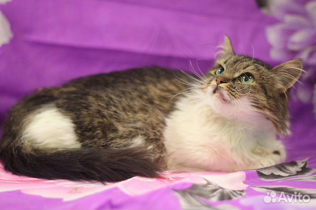 Кошка Даня ищет дом