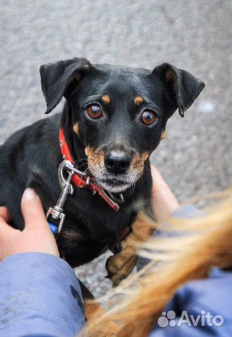 Жужа 3 года 30 см