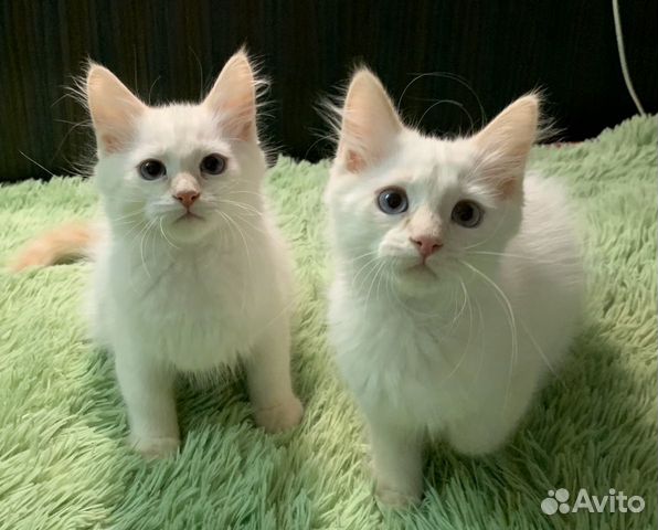 Невские маскарадные мальчики с документами