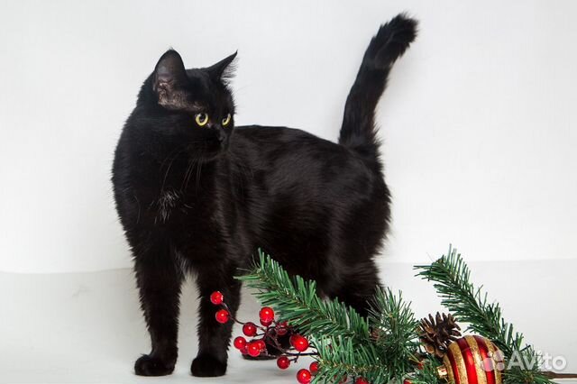 Очаровательный Ванечка в дар