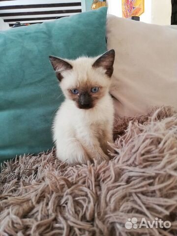 Котята тайские смесь с бирмой