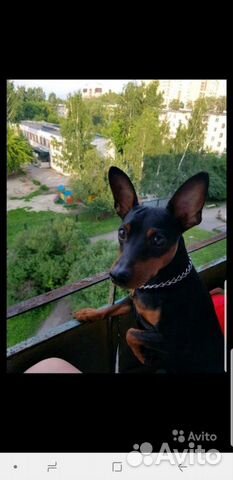 Цвергпинчер кобель 2 года