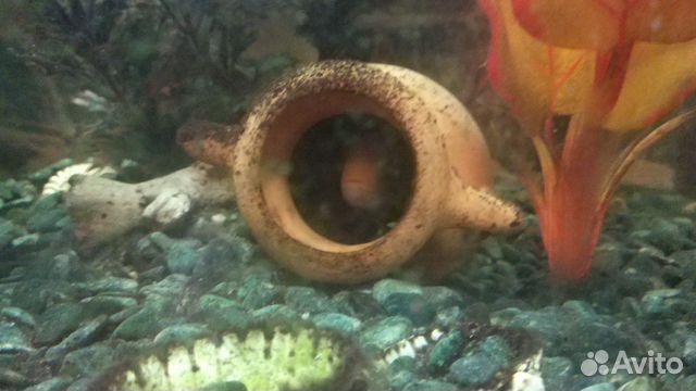 Цихлида желтая