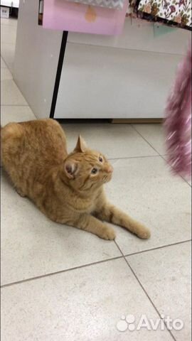 Котик в добрые руки