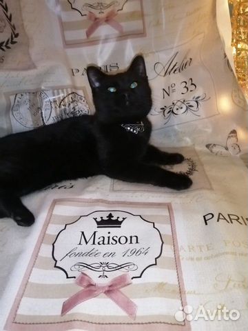 Чёрная красавица ищет дом и заботливую семью