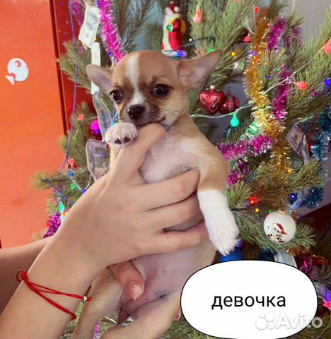 Чихуахуа клубная яркая девочка