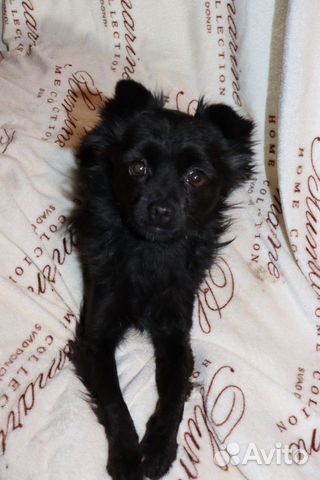 Бусинка ищет дом