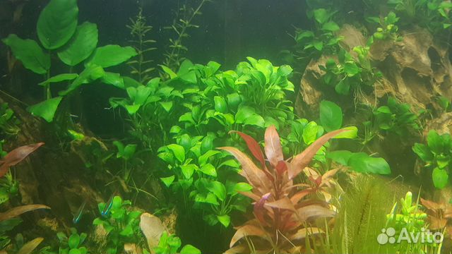 Аквариумное растение