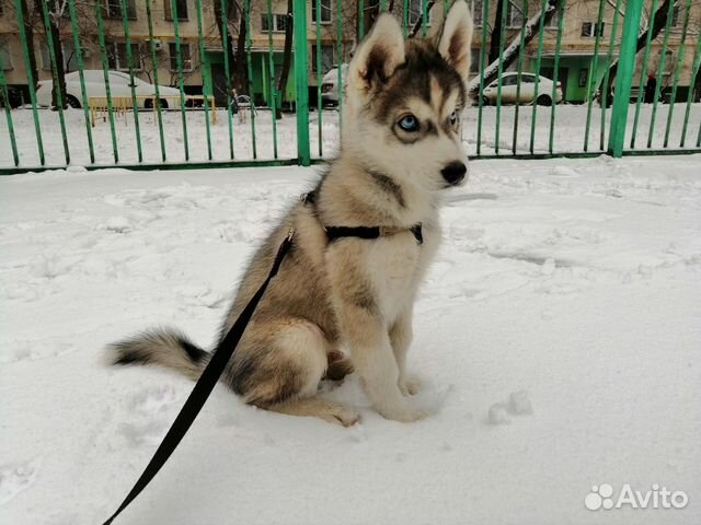 Голубоглазый волчёнок хаски