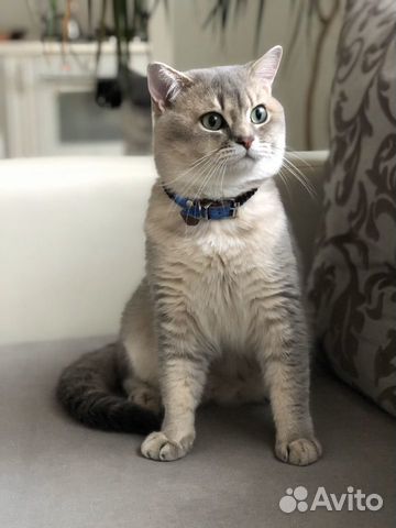 Кот на вязку