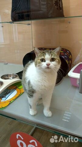 Кошка девочка ищет дом