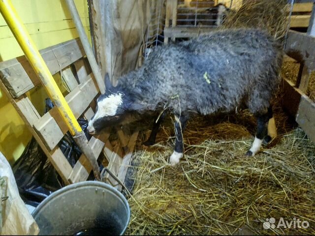 Баран, бычок