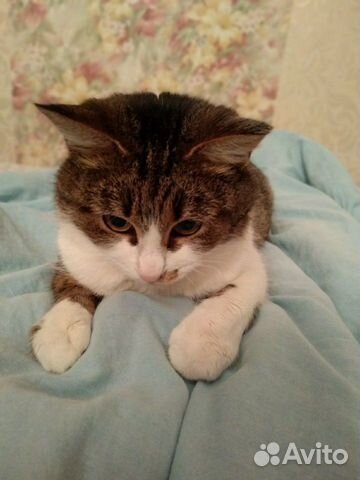 Васька ищет дом