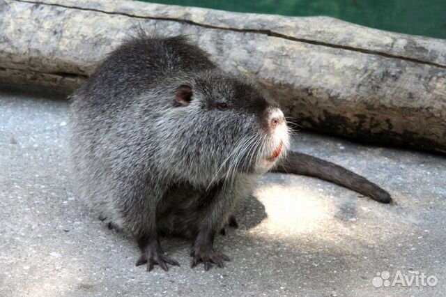 Нутрий, взрослые особи