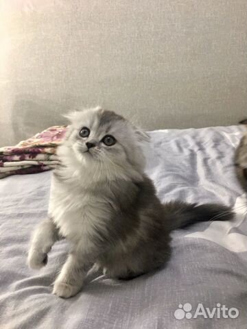 Шотландская