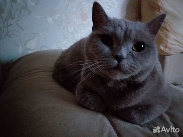 Британская кошка