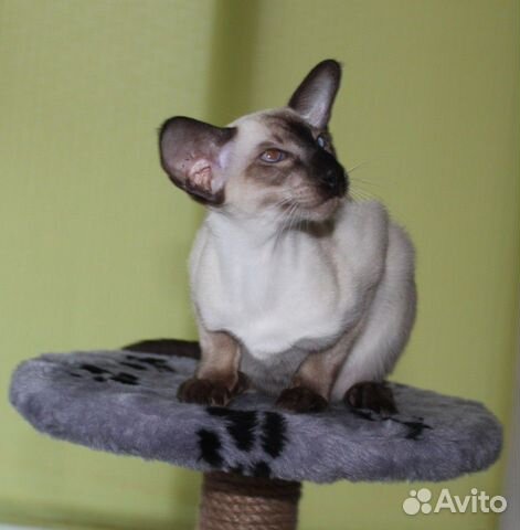 Предлагается замечательный кот в современном типе