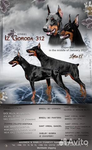 Щенки добермана питомник Iz Goroda 312 (FCI)